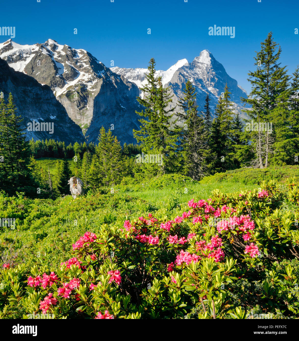 Alp, the Alps, alpine rose, alpine roses, mountain, mountains, Bern ...