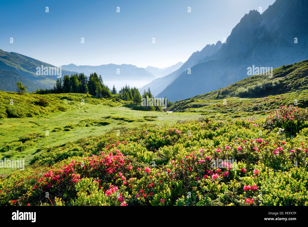 Alp roses hi-res stock photography and images - Alamy