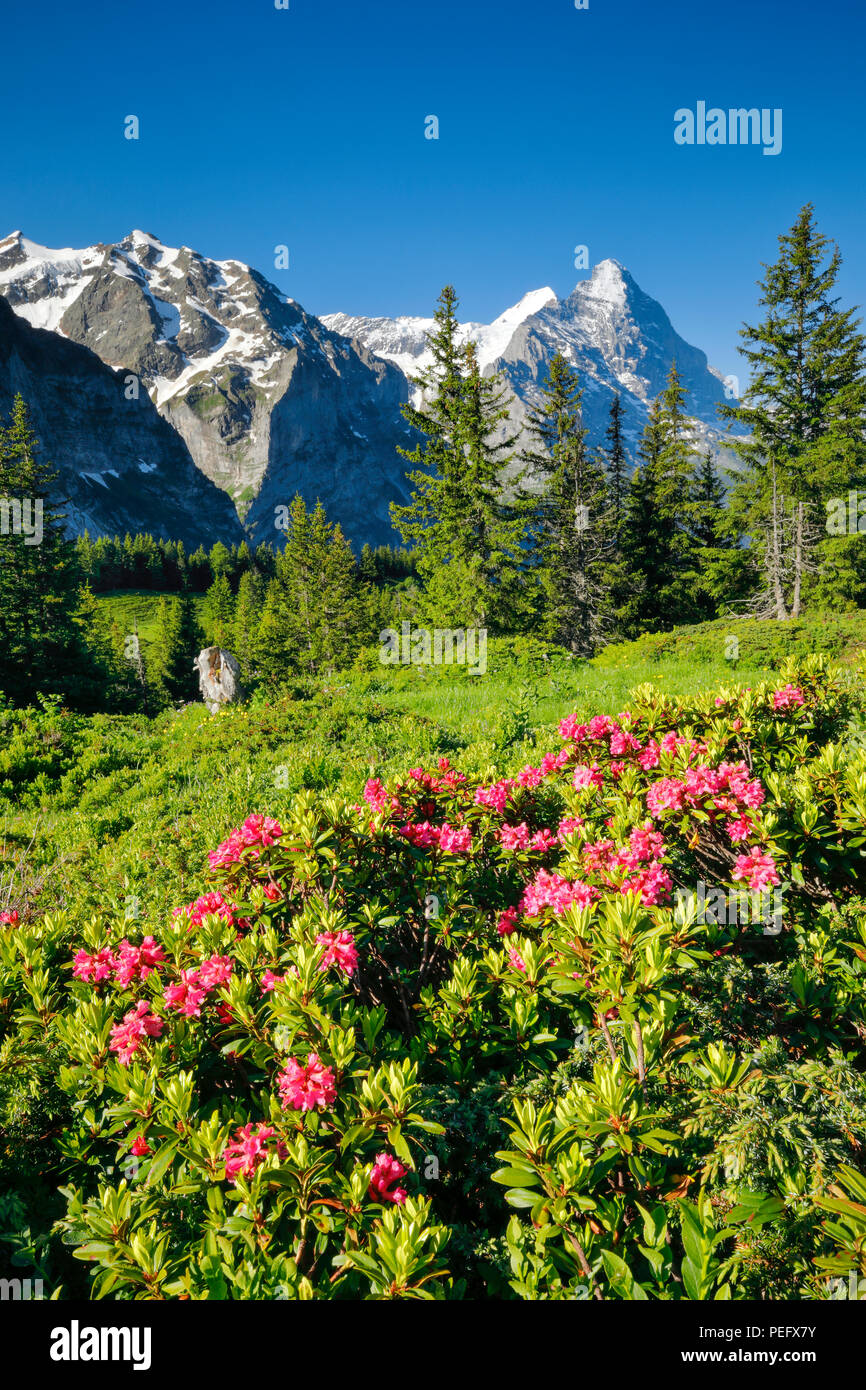 Alp, the Alps, alpine rose, alpine roses, mountain, mountains, Bern ...