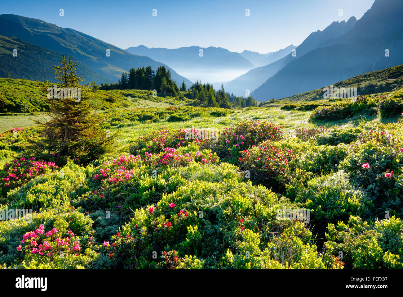 Gradations, Alp, the Alps, alpine rose, alpine roses, mountain ...