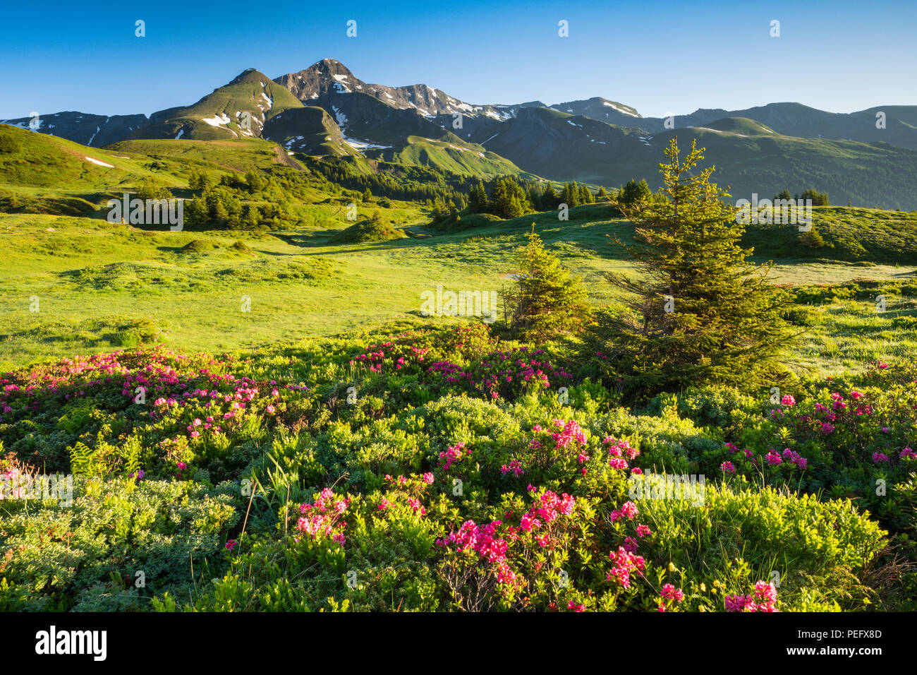 Alp roses hi-res stock photography and images - Alamy