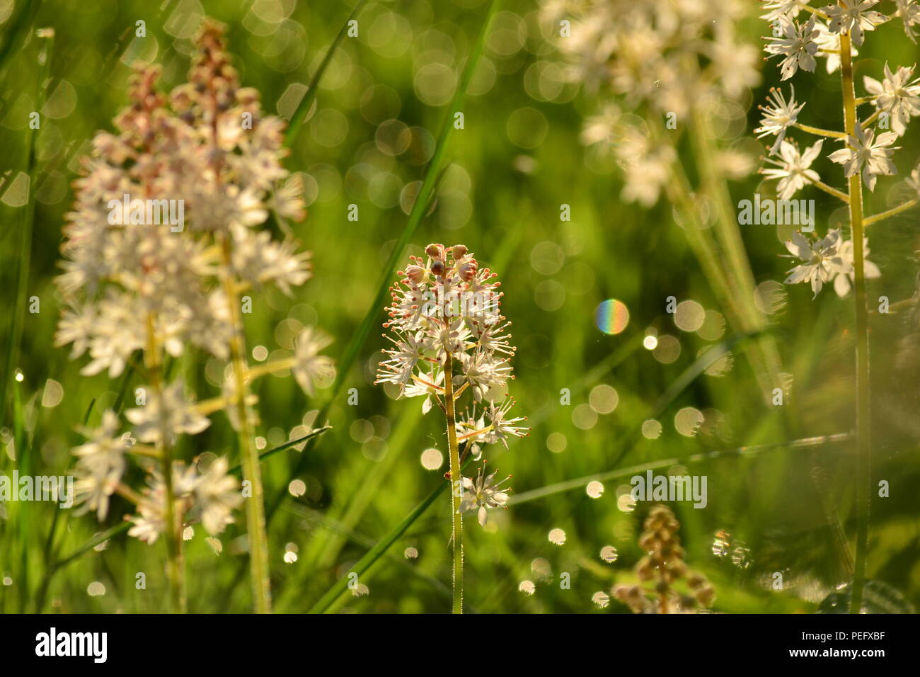 Tiarella hi-res stock photography and images - Alamy