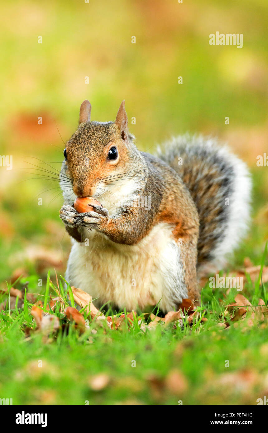Oak, acorn, England, food, feed, feed stock, grey croissant, Grey ...