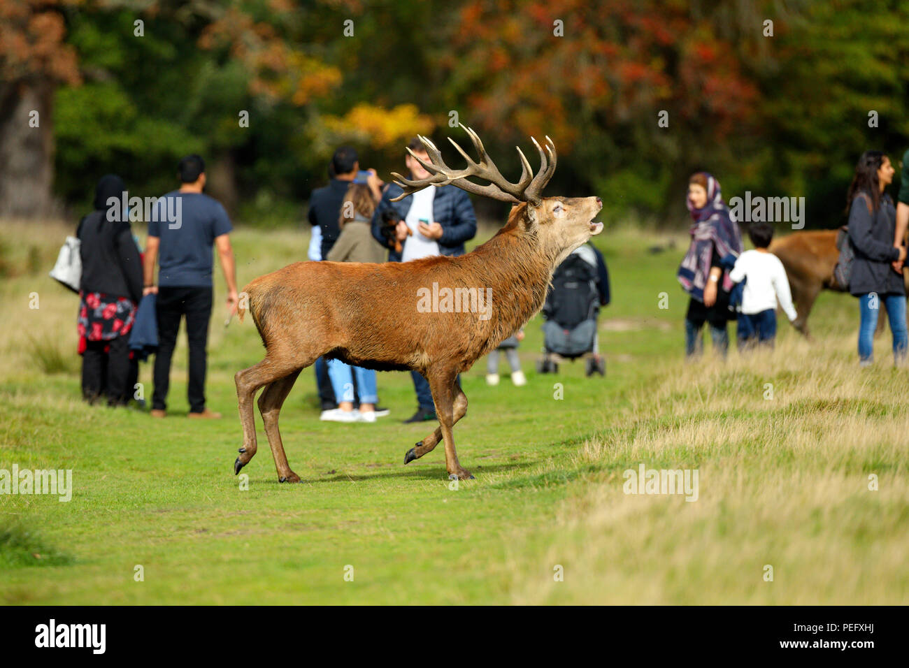 Visitor, rutting season, rutting season, England, danger, Great Britain ...