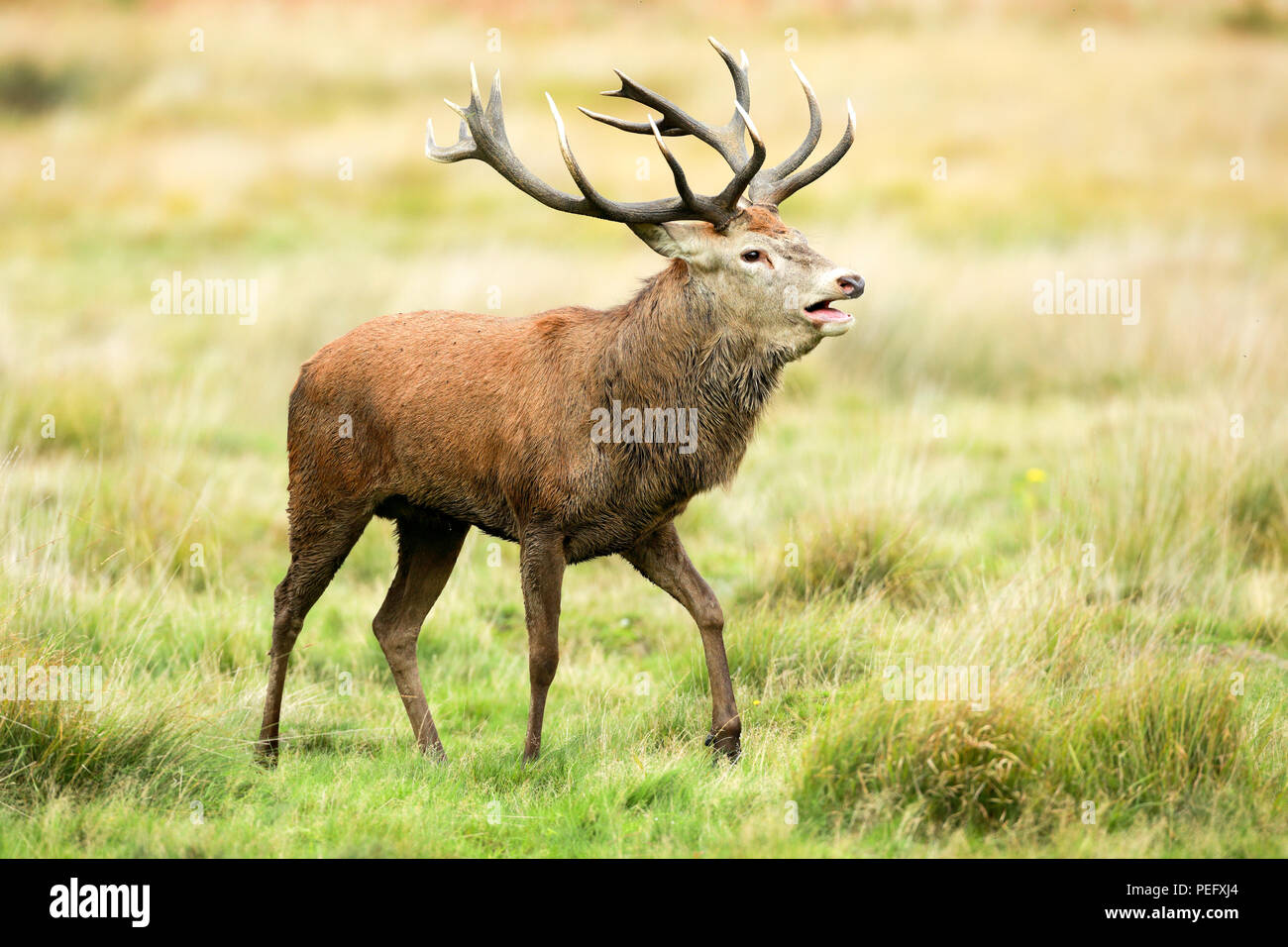 Rut, rutting season, Cervus elaphus, England, Europe, antlers, Great ...