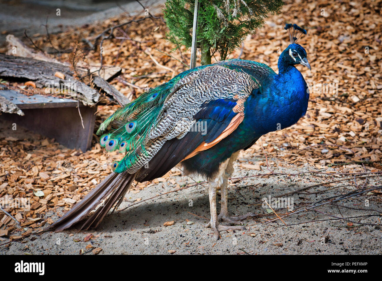 Peacock sunset hi-res stock photography and images - Alamy