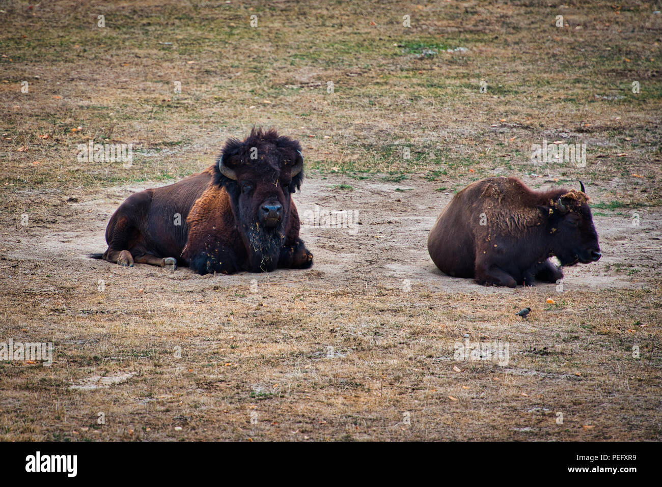 Gorgeous bison hi-res stock photography and images - Alamy