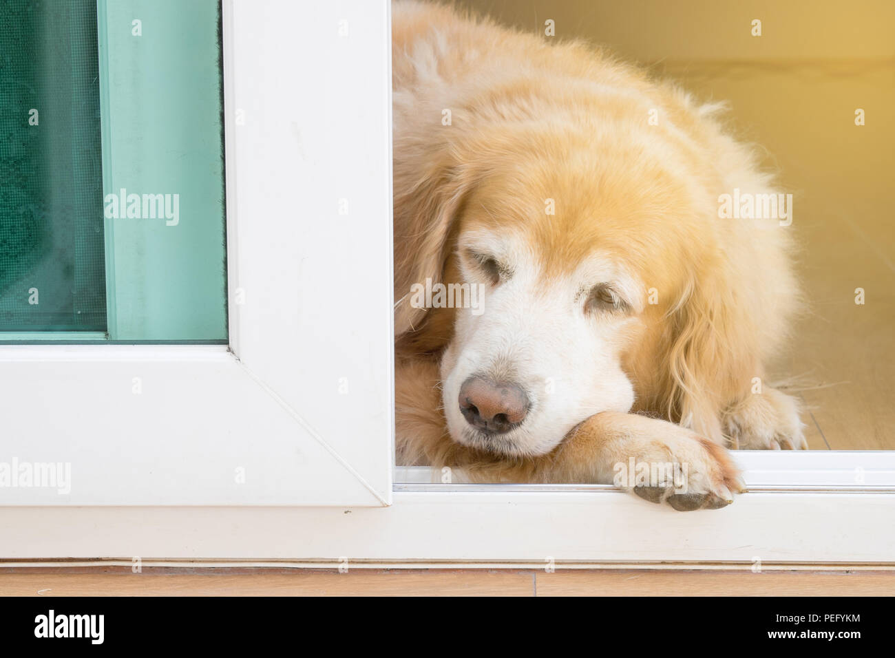 Fat golden retriever dog hi-res stock photography and images - Alamy