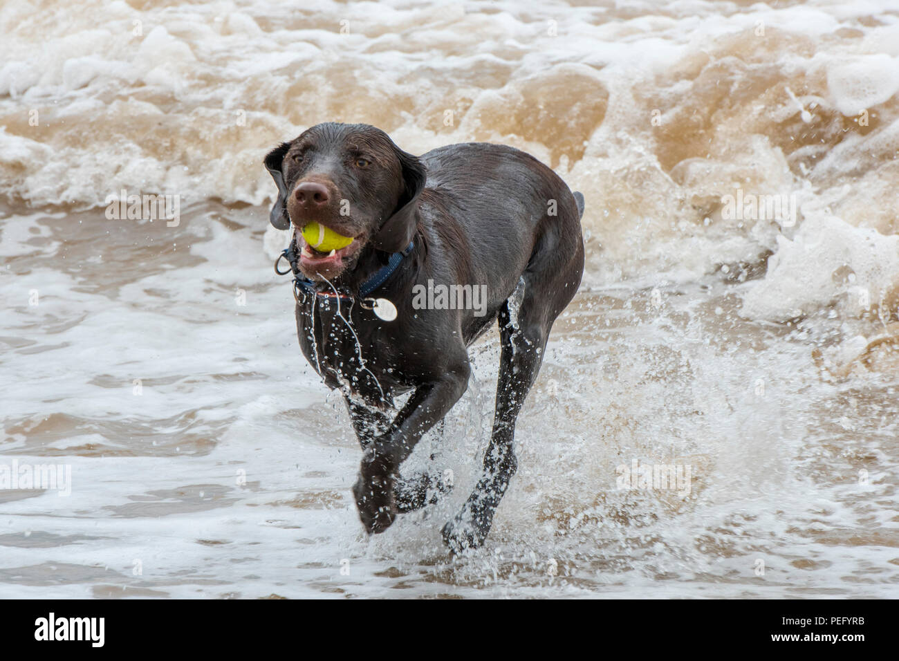 Labrador springer spaniel cross hi-res stock photography and images - Alamy
