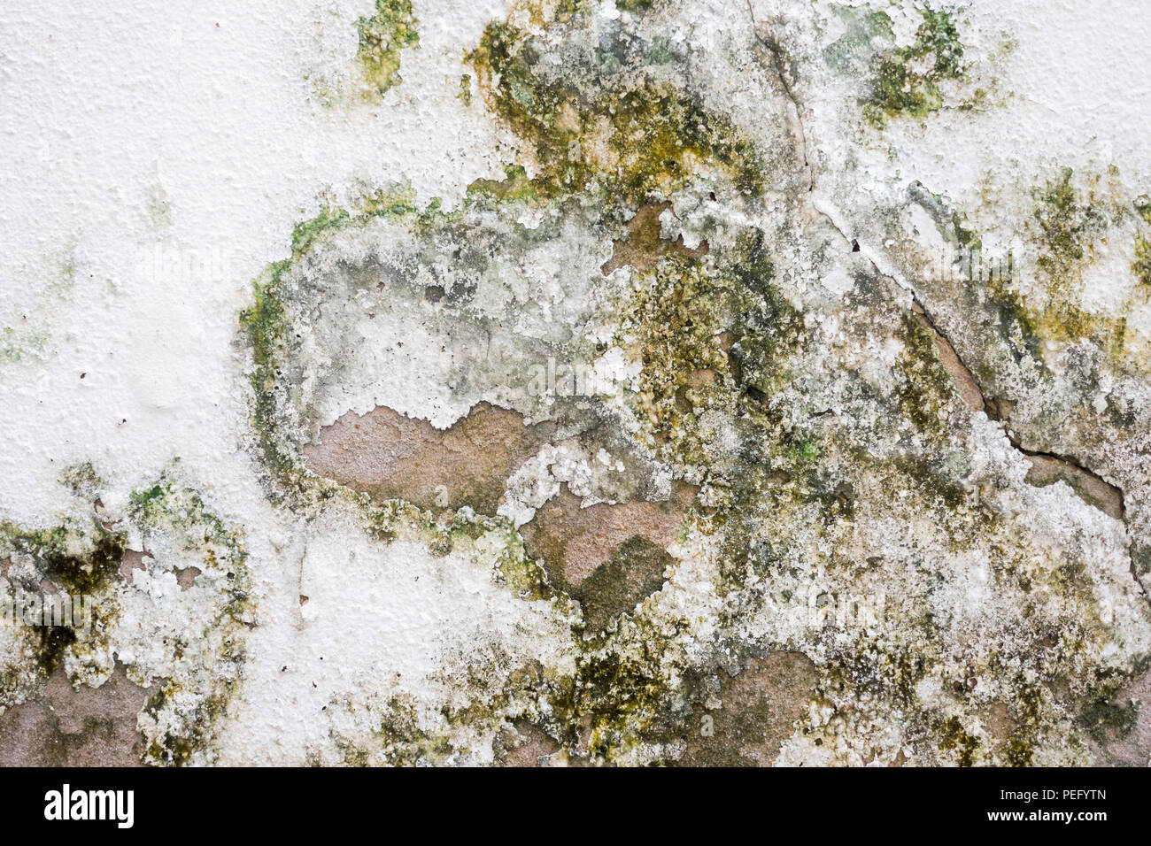 White mould mold moisture moist hi-res stock photography and images - Alamy