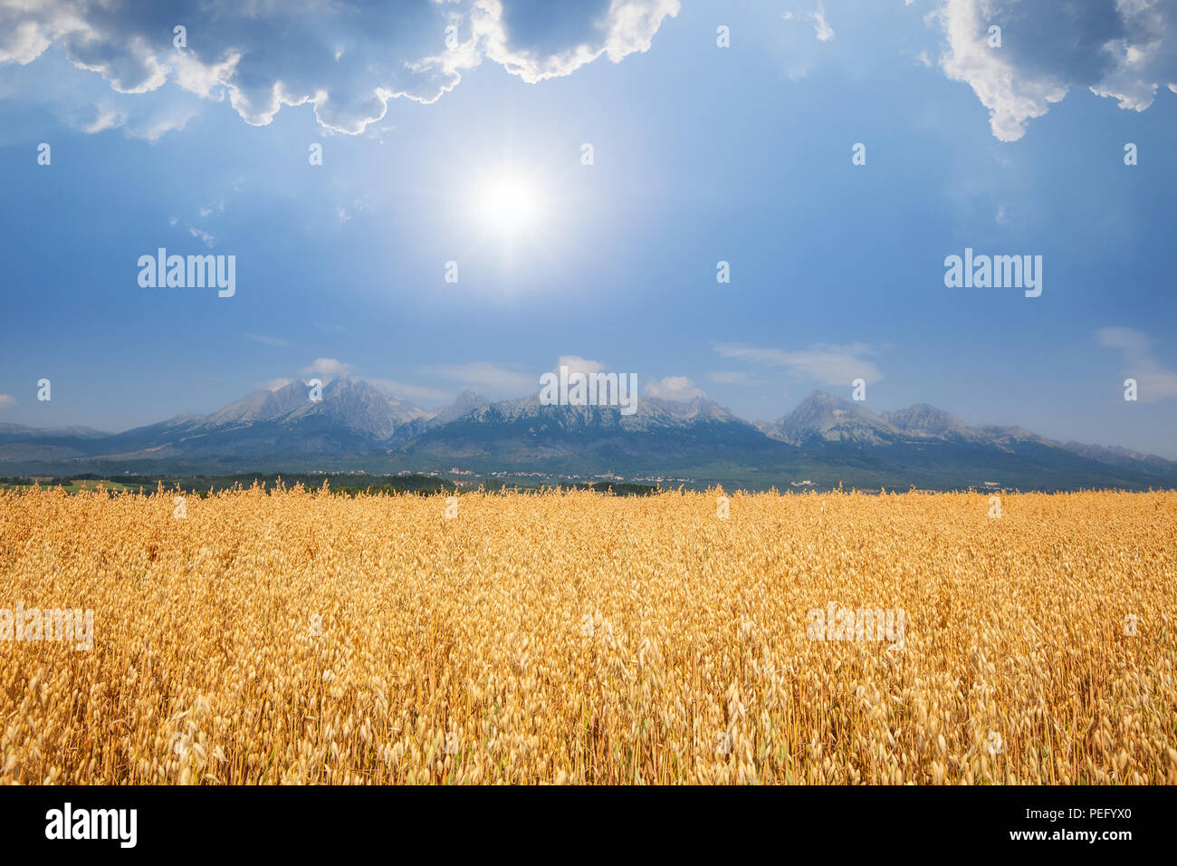 Wheat field landscape and high mountain range on the background Stock ...