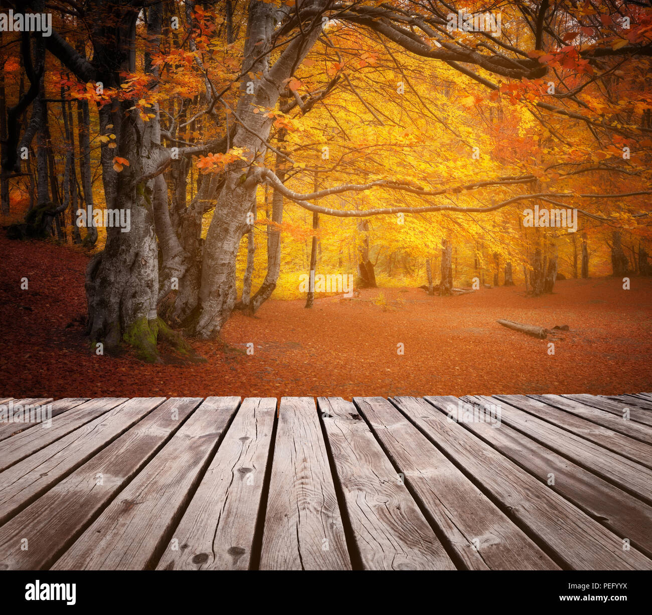 Autumn yellow and red colorful forest and wooden board on foreground ...