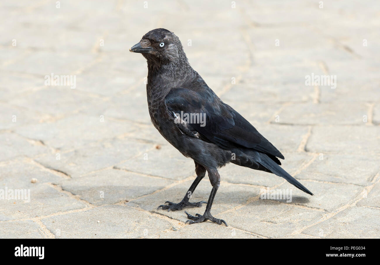 Crazy looking bird hi-res stock photography and images - Alamy