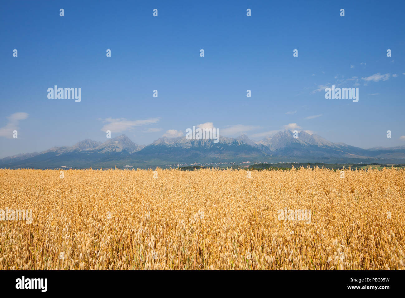 Wheat field landscape and high mountain range on the background Stock ...