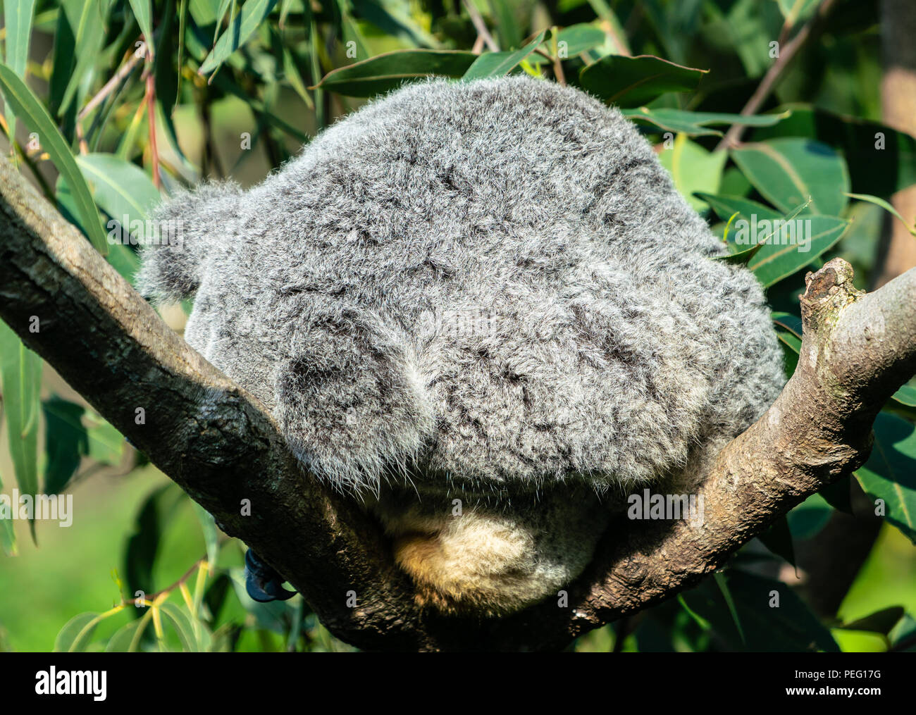 Furry koala bear sleeping high hi-res stock photography and images - Alamy