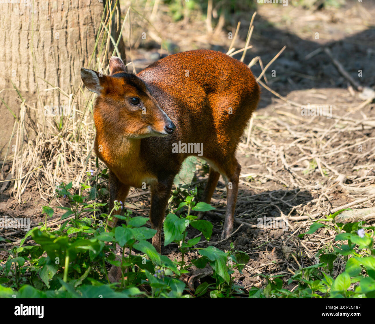 Chinese muntjak hi-res stock photography and images - Alamy