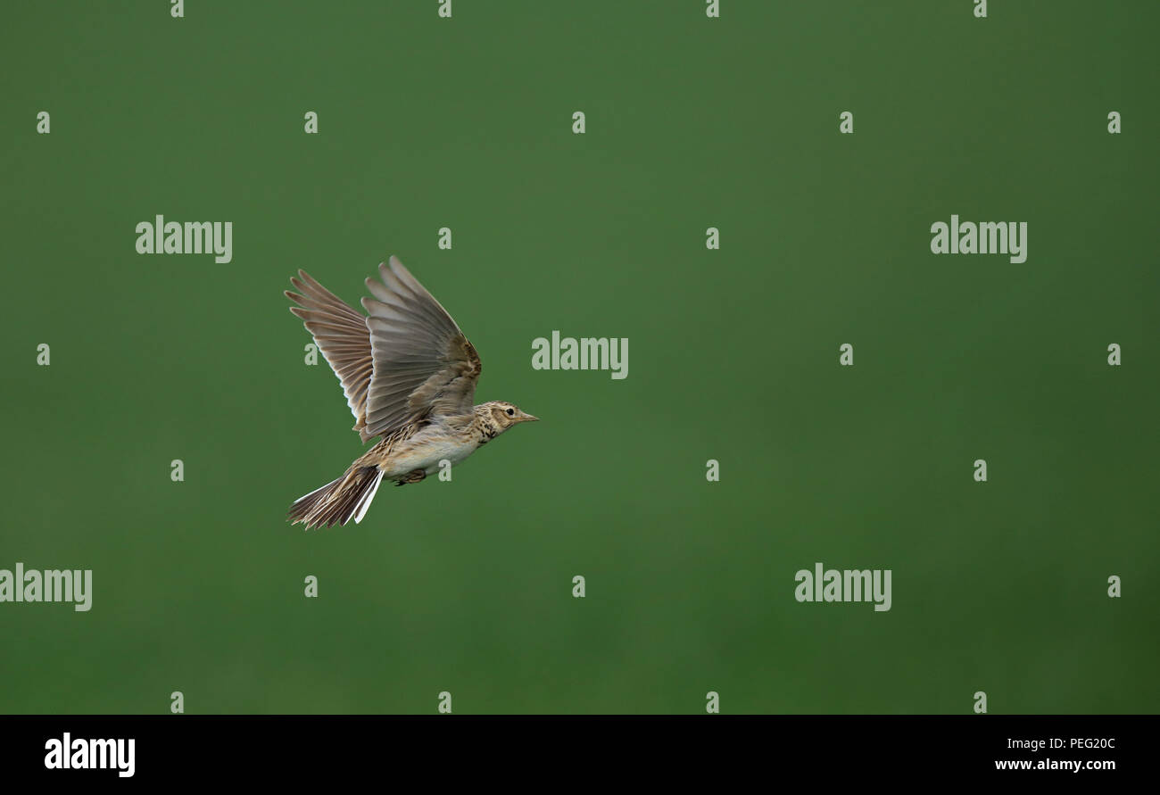 Skylark Flying High Resolution Stock Photography and Images - Alamy