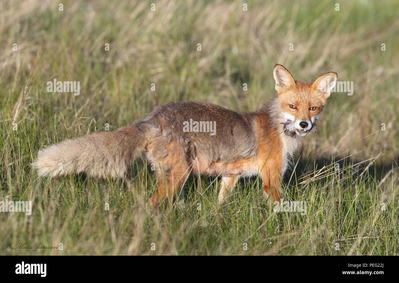Catched High Resolution Stock Photography and Images - Alamy