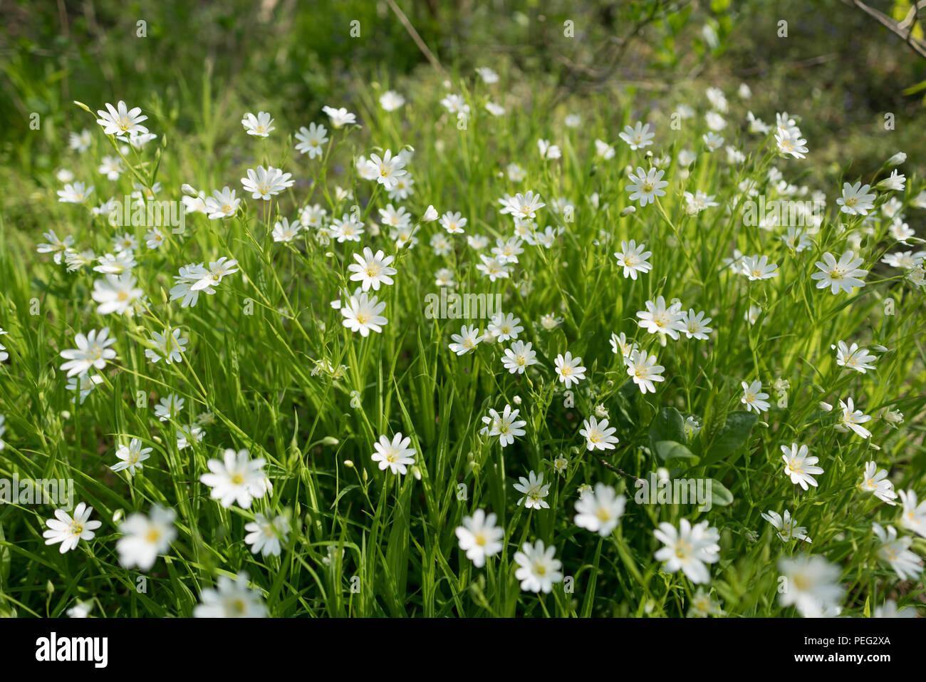 Stellaria dichotoma small white flowers on grass Stock Photo - Alamy