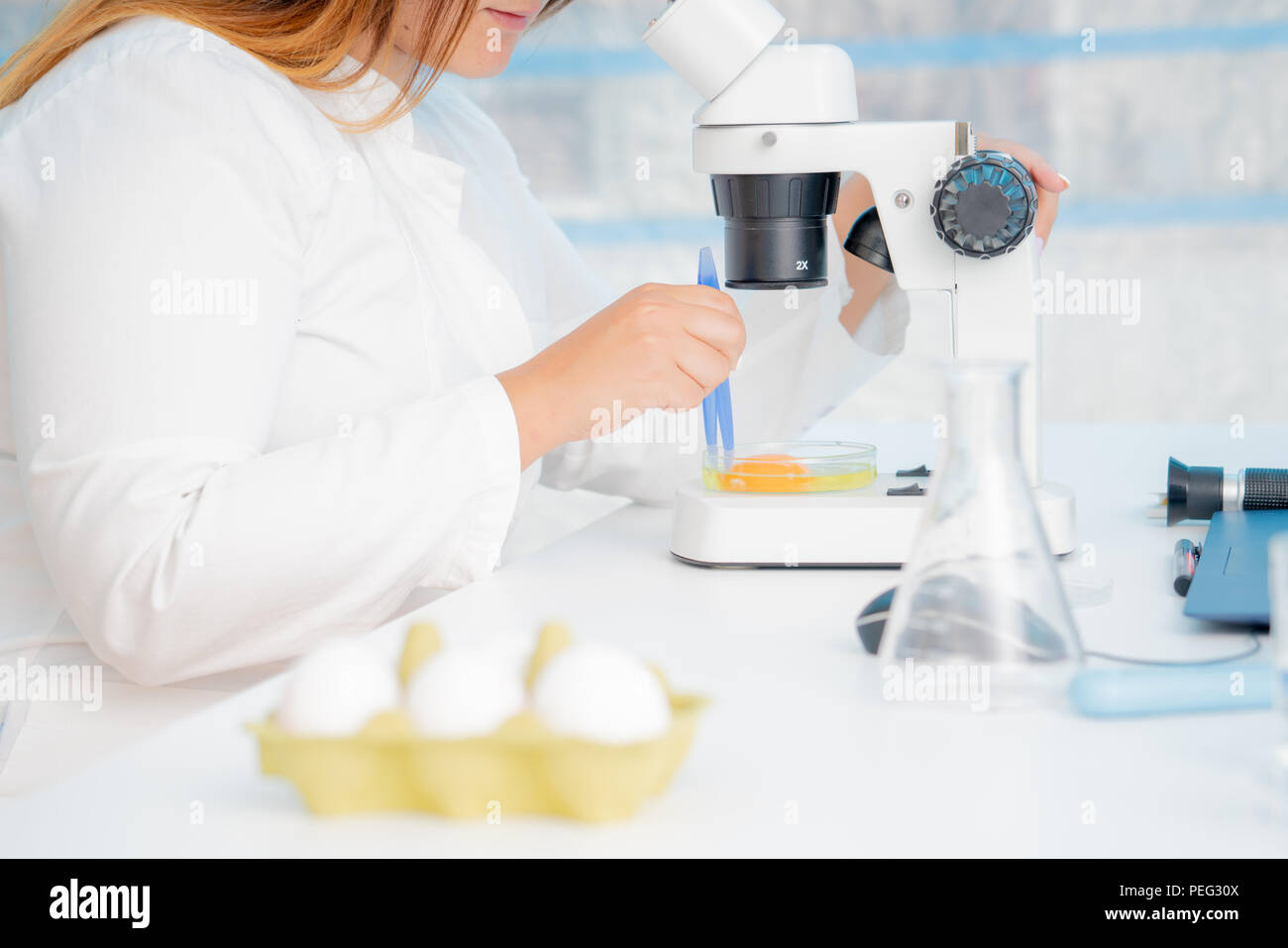 Quality control expert inspecting at chicken eggs in the laboratory ...