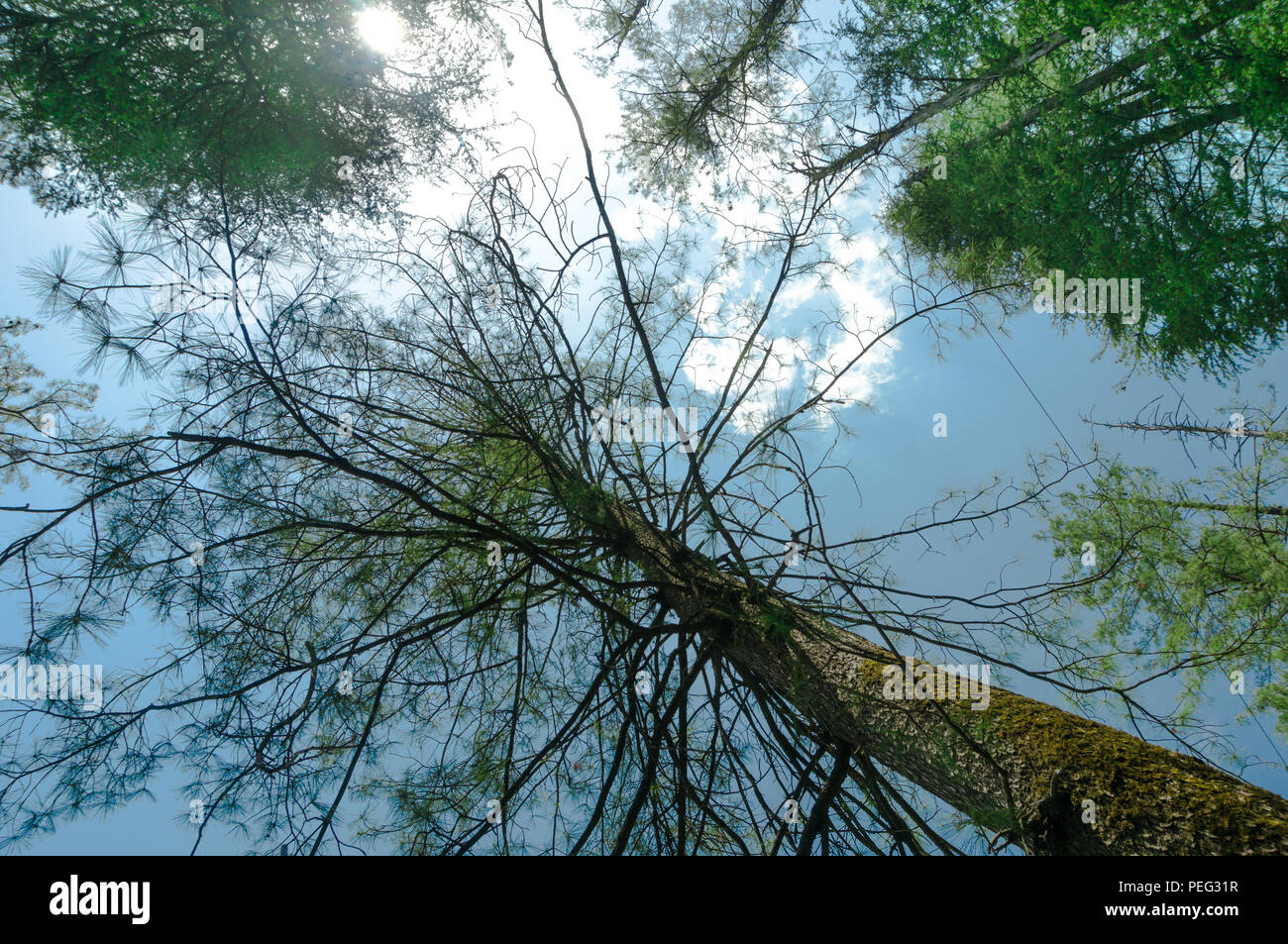 Leaf Canopy Ash Tree High Resolution Stock Photography and Images - Alamy