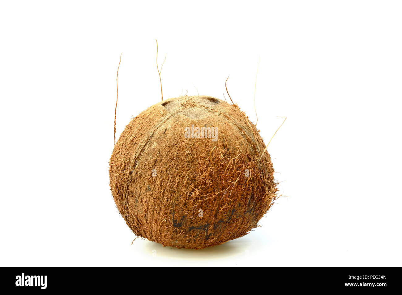 dry coconut (Cocos nucifera) isolated on white Stock Photo - Alamy