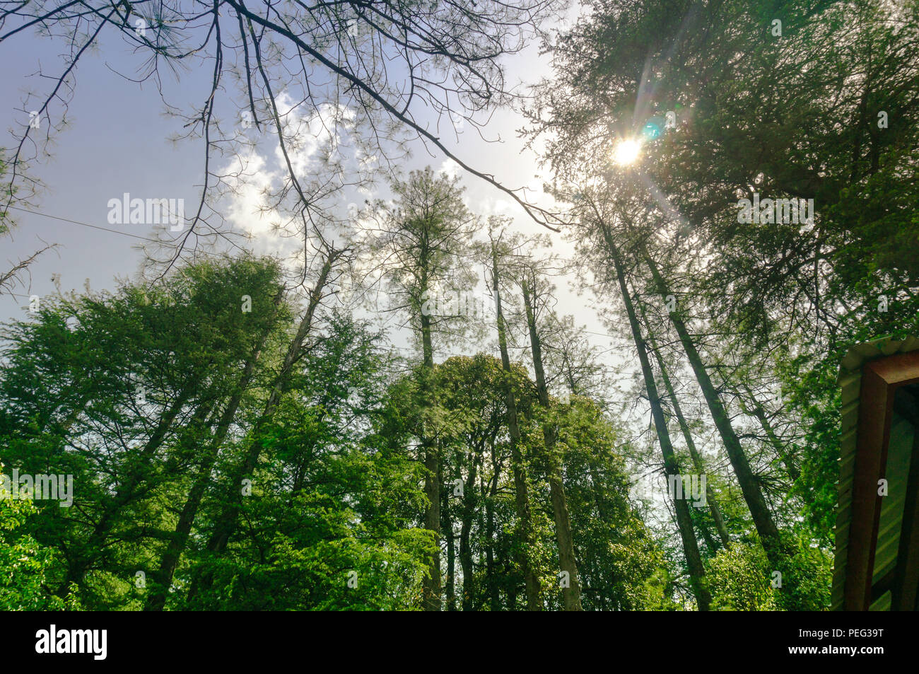 Leaf Canopy Ash Tree High Resolution Stock Photography and Images - Alamy