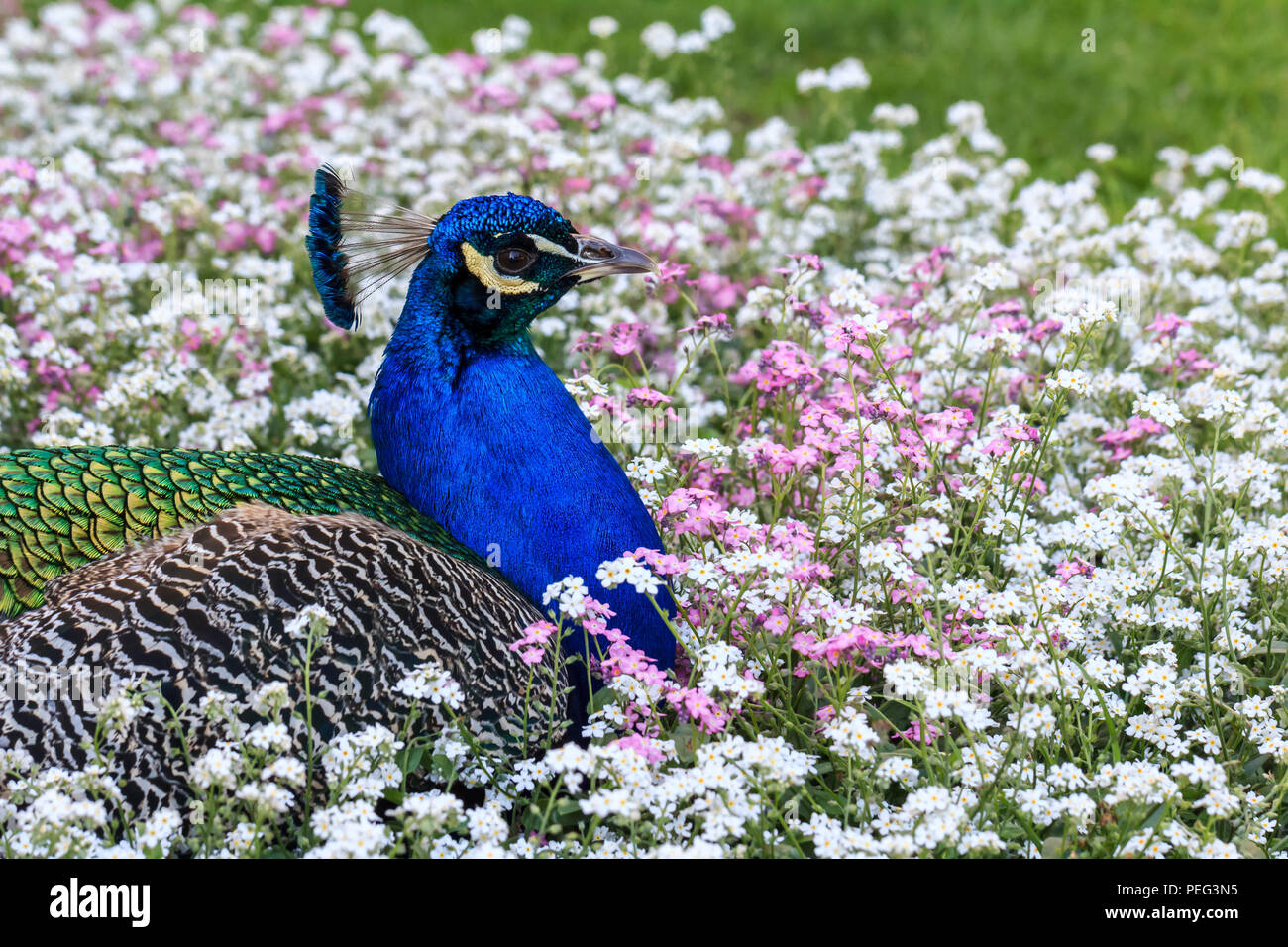 Peafowl, peacock hidden in flowerbed or Stock Photo - Alamy