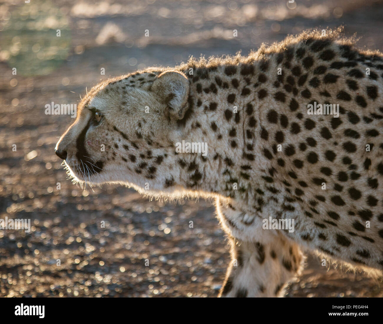 Closeup profile of adult cheetah in Namibia Stock Photo - Alamy