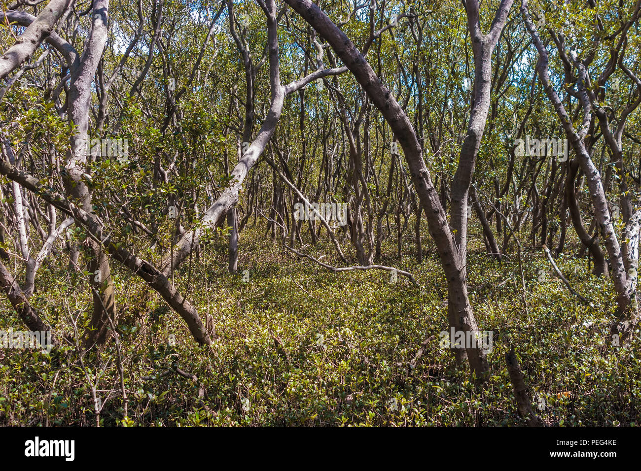 Mangrove environment hi-res stock photography and images - Alamy