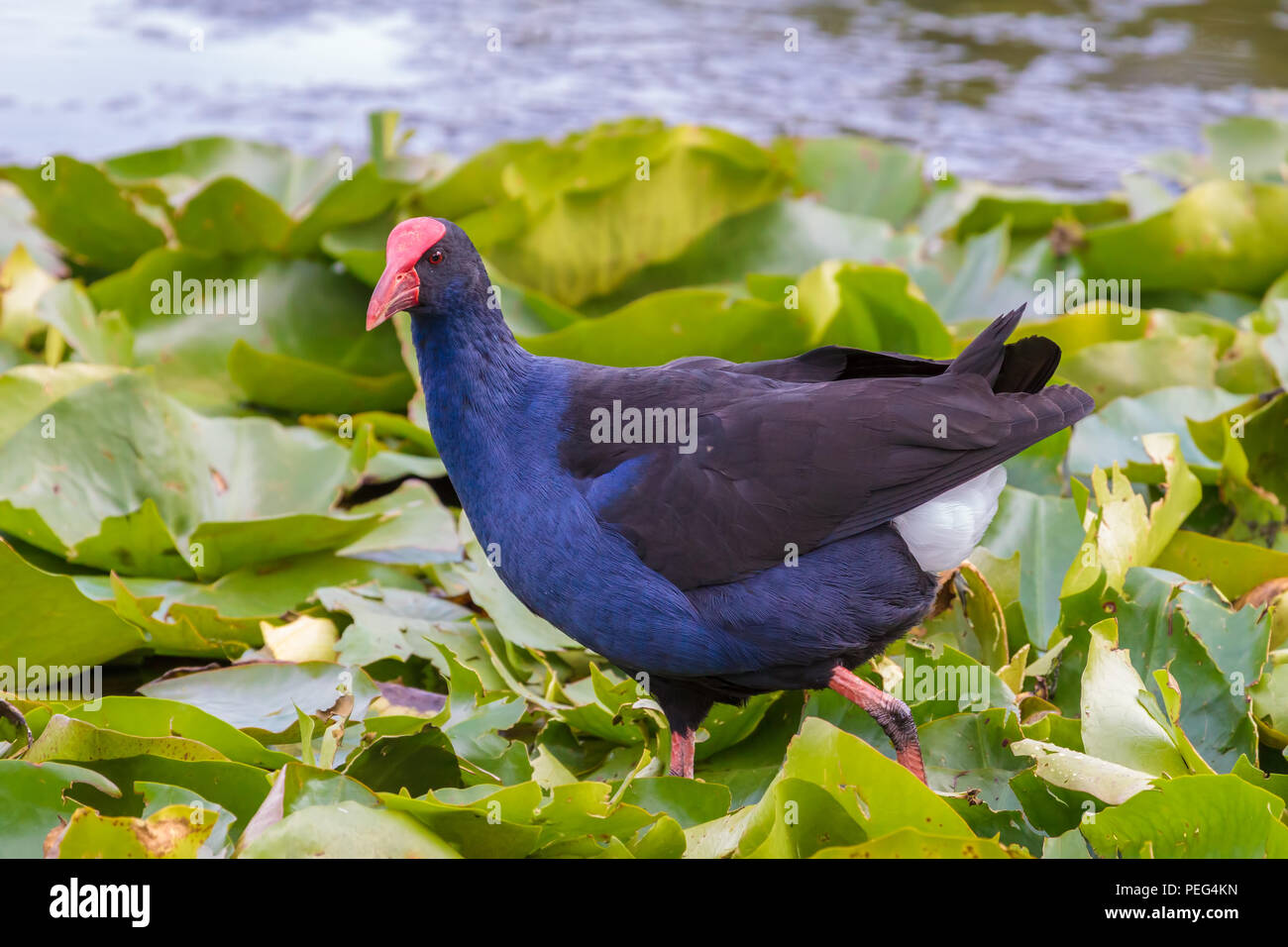 Purple Swamp Hen High Resolution Stock Photography and Images - Alamy