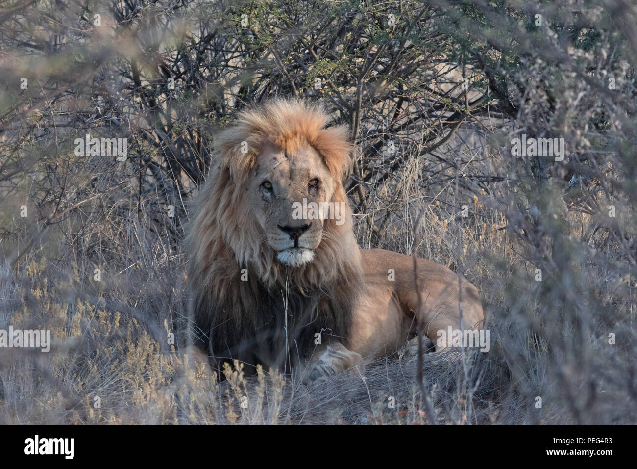 Adult male lion lies down in the short dry grass of Botswana Stock ...