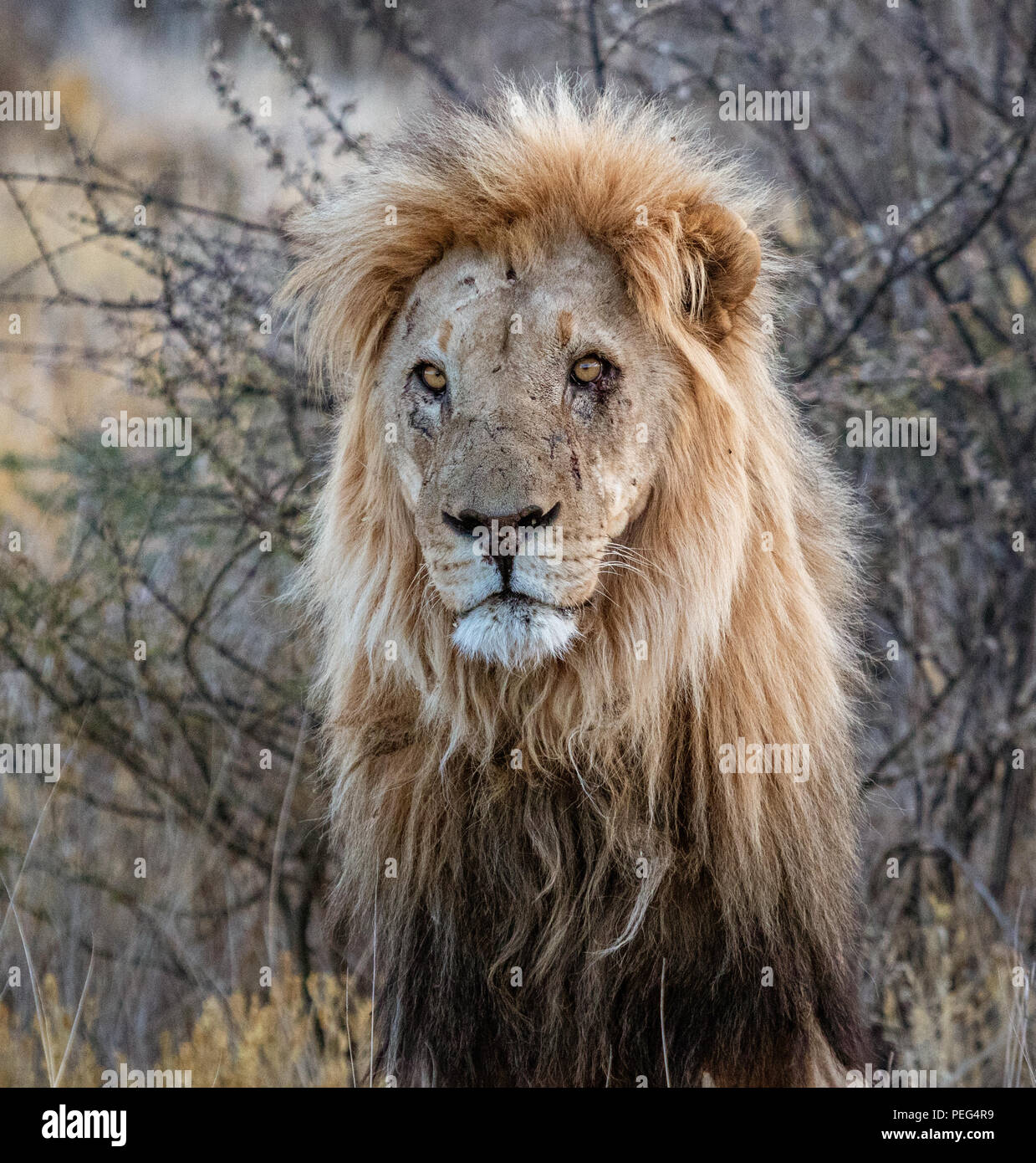 Adult male lion stands in short dry grass in Botswana Stock Photo - Alamy
