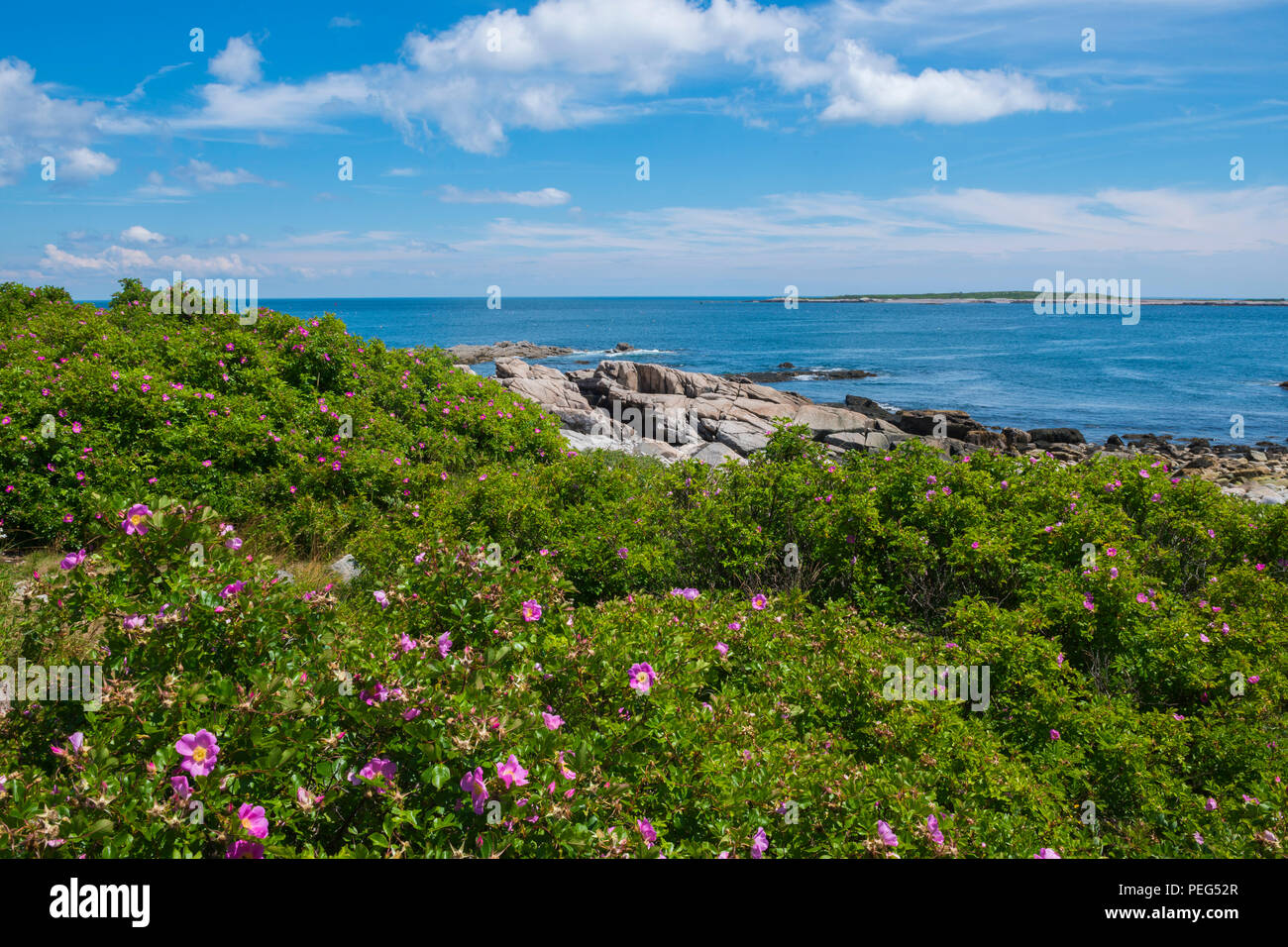 Atlantic rose hi-res stock photography and images - Alamy