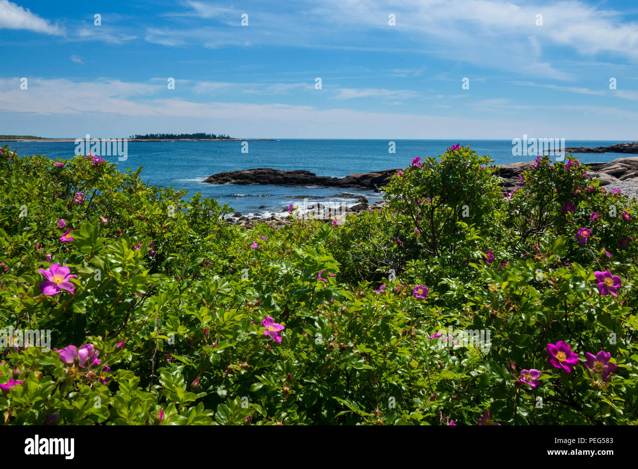 Atlantic rose hi-res stock photography and images - Alamy