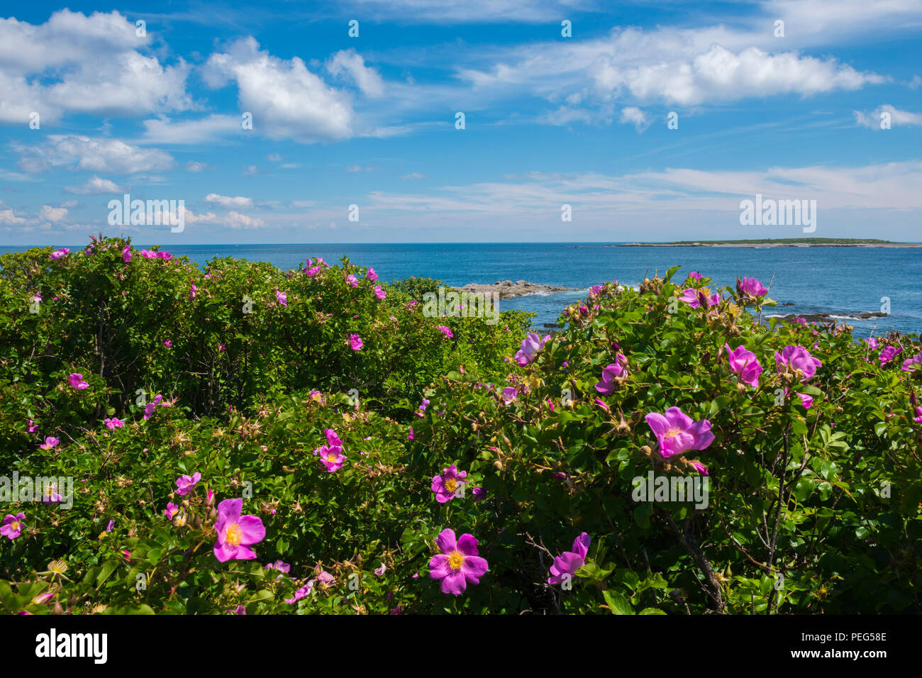 Atlantic rose hi-res stock photography and images - Alamy