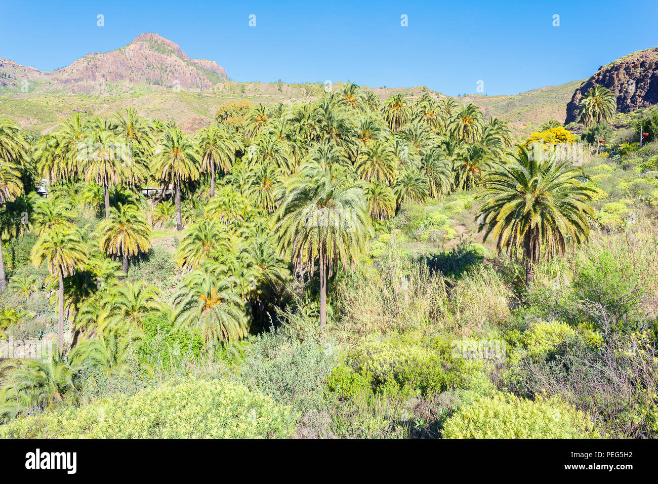 Landscape of palm trees, Gran Canaria, Canary Islands, Spain Stock ...