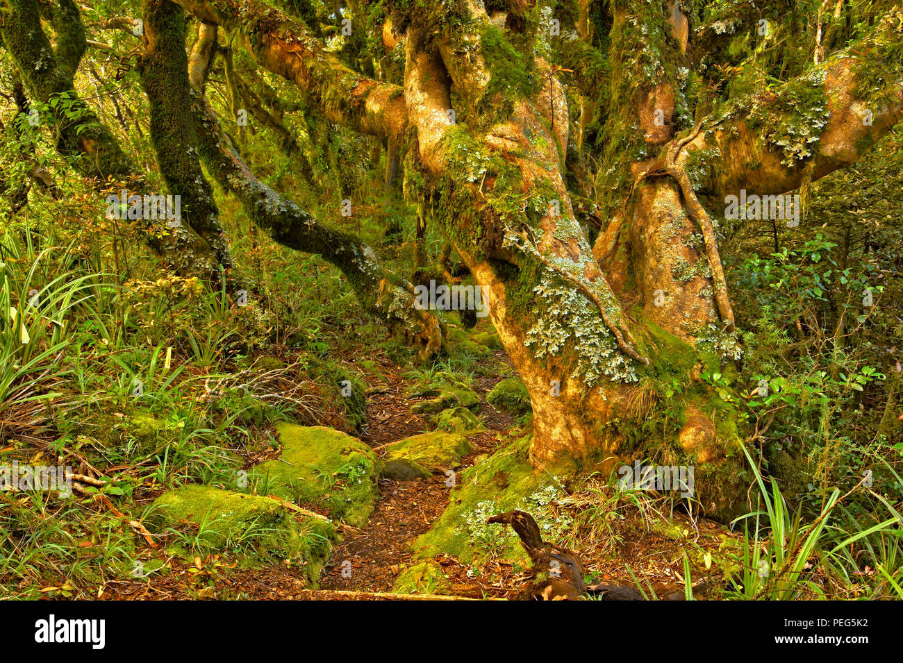 Kamahi Trees High Resolution Stock Photography and Images - Alamy