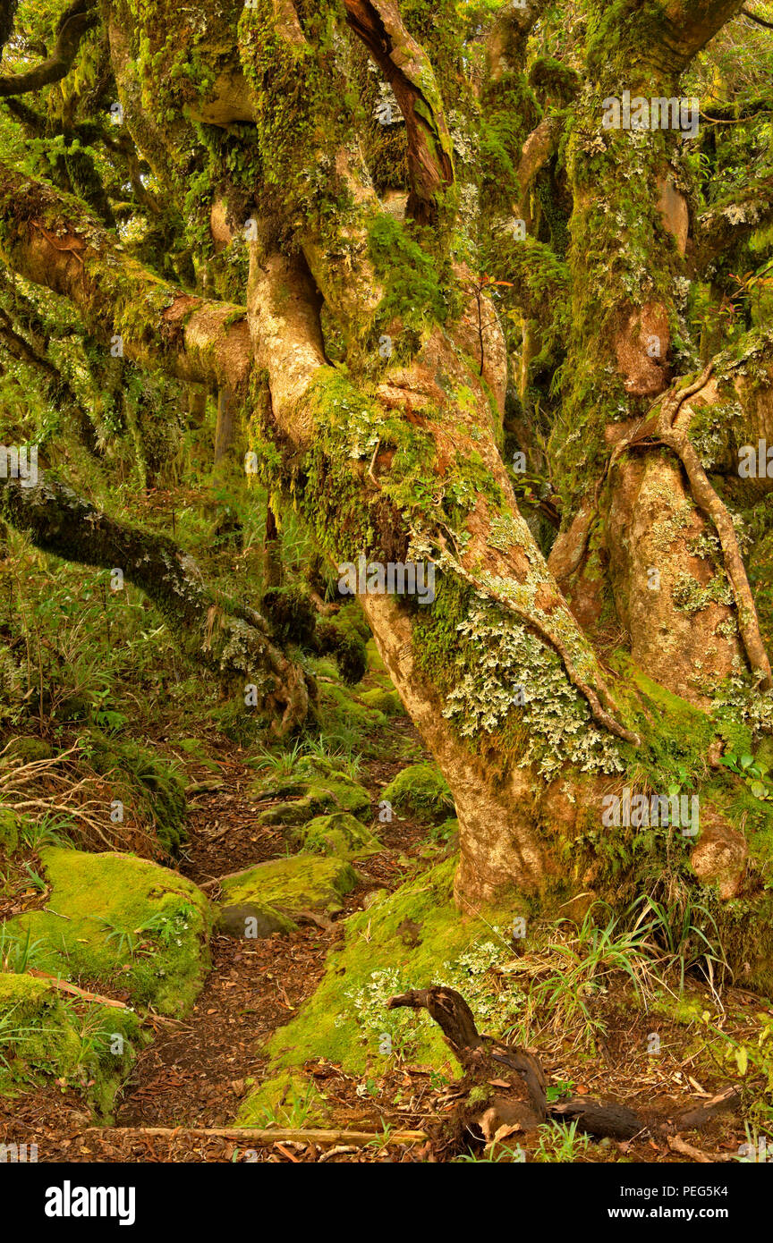 Kamahi Forest High Resolution Stock Photography and Images - Alamy