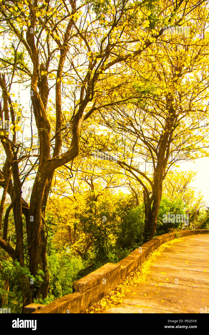 Trees shedding leaves hi-res stock photography and images - Alamy