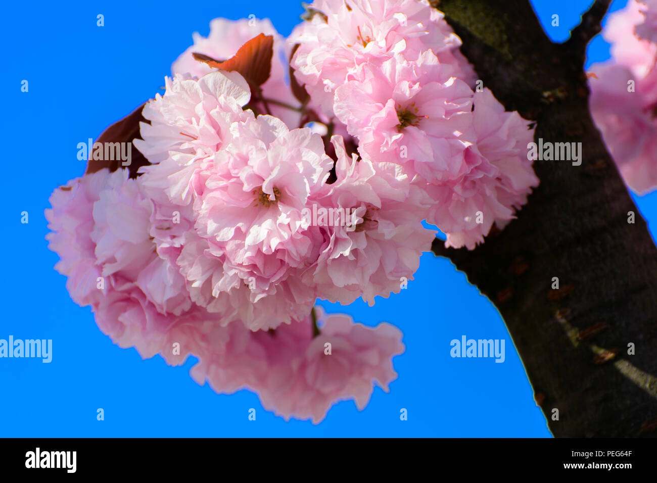 Soft focus Cherry blossom or Sakura flower on a tree branch against a ...