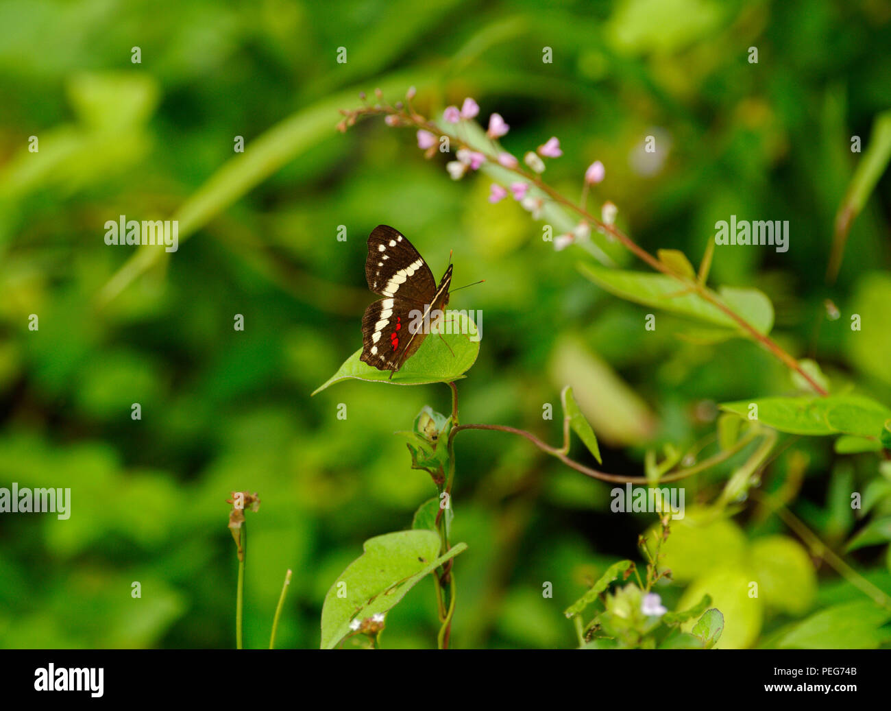 Jungle butterfly hi-res stock photography and images - Alamy