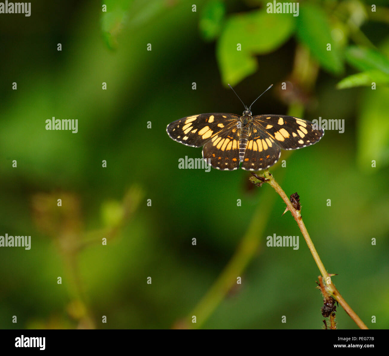 Butterfly, Bosque del Cabo, Costa Rica Stock Photo - Alamy