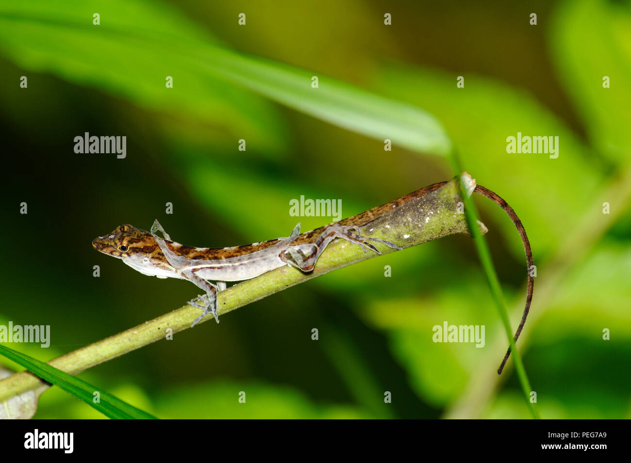 Small lizard changing skin, Esquinas Rain Forest, Costa Rica Stock ...