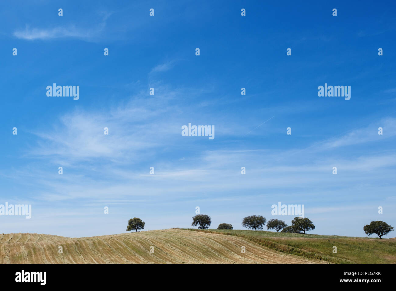 Countryside landscape with lonely trees at the hill Stock Photo - Alamy