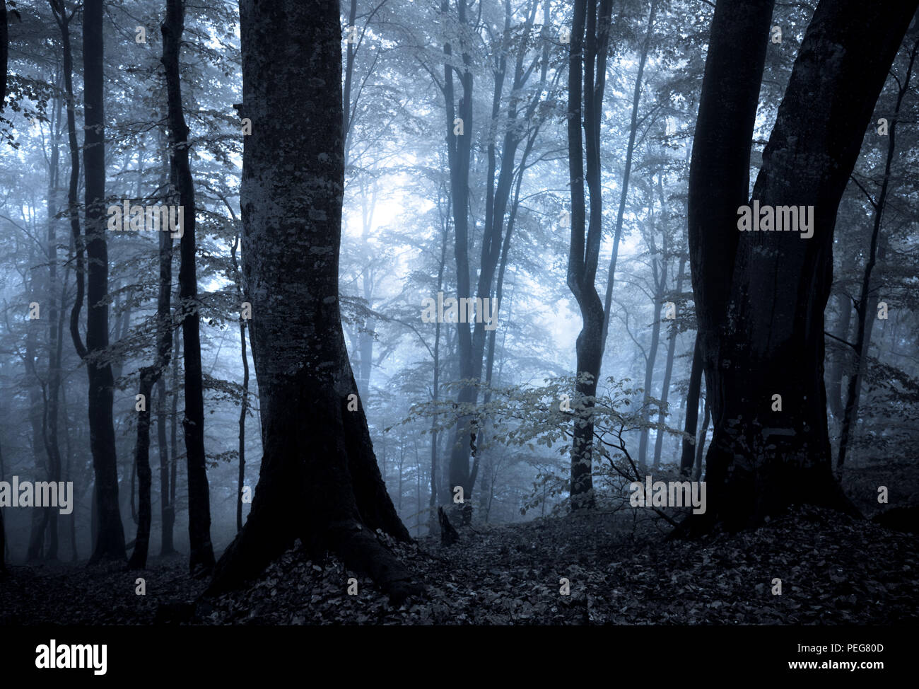 Autumn foggy forest at night. Fall colors old wood at dusk Stock Photo ...