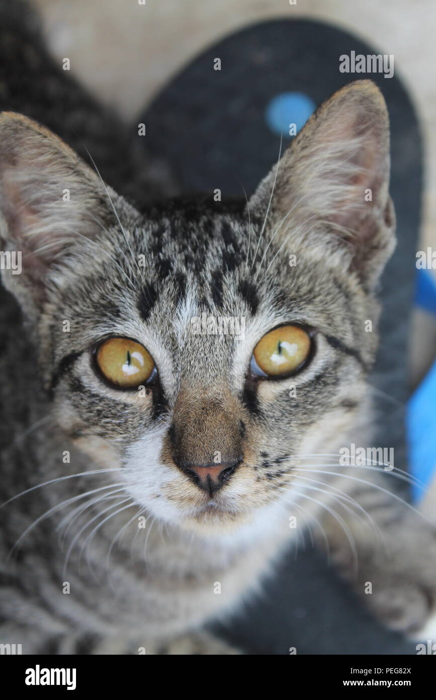 Flip flop and cat hi-res stock photography and images - Alamy