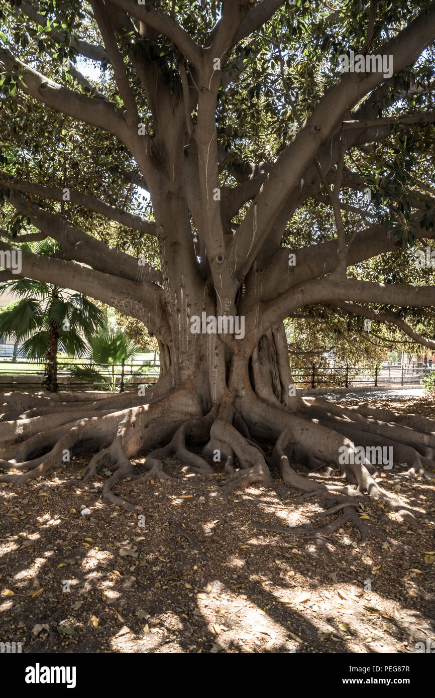 Seville old tree hi-res stock photography and images - Alamy