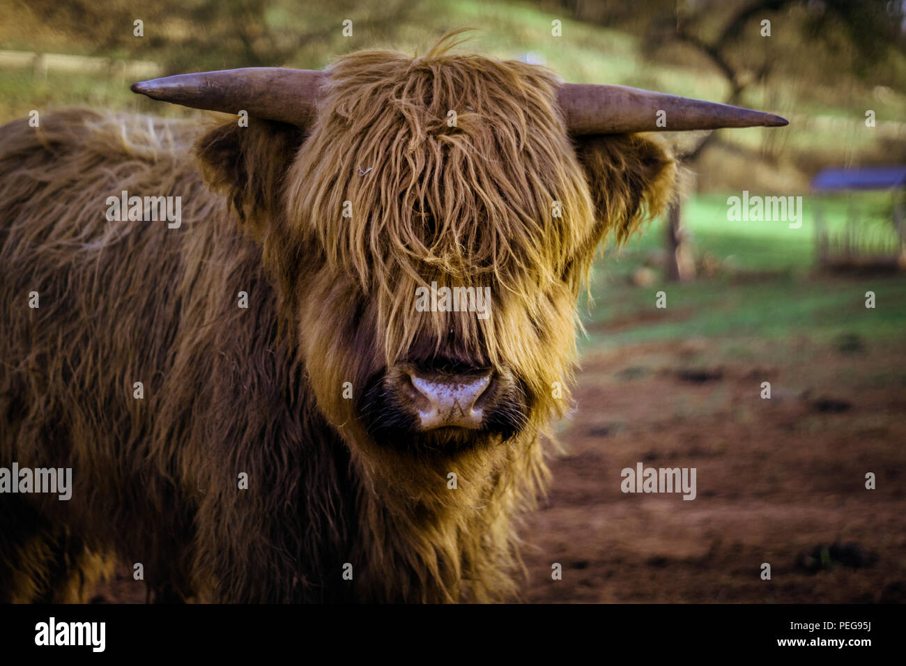 cattle horn bull germany Stock Photo - Alamy