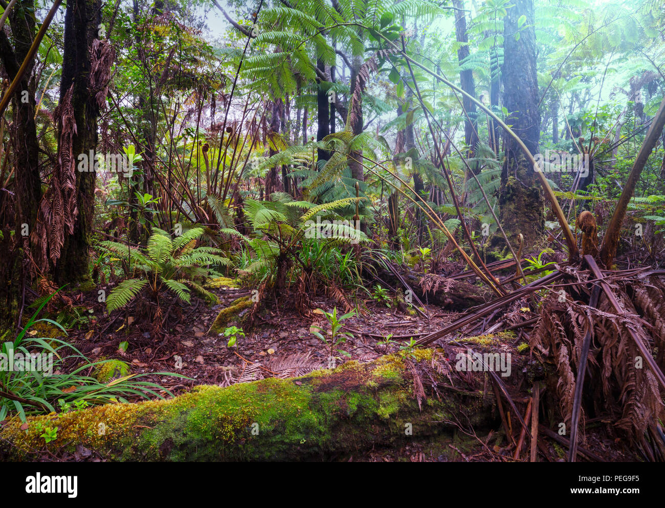 Hawaii rainforest hi-res stock photography and images - Alamy